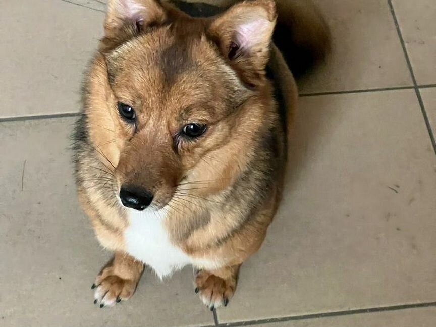 Собачка ищет дом