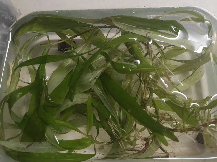 Лимонник в аквариум