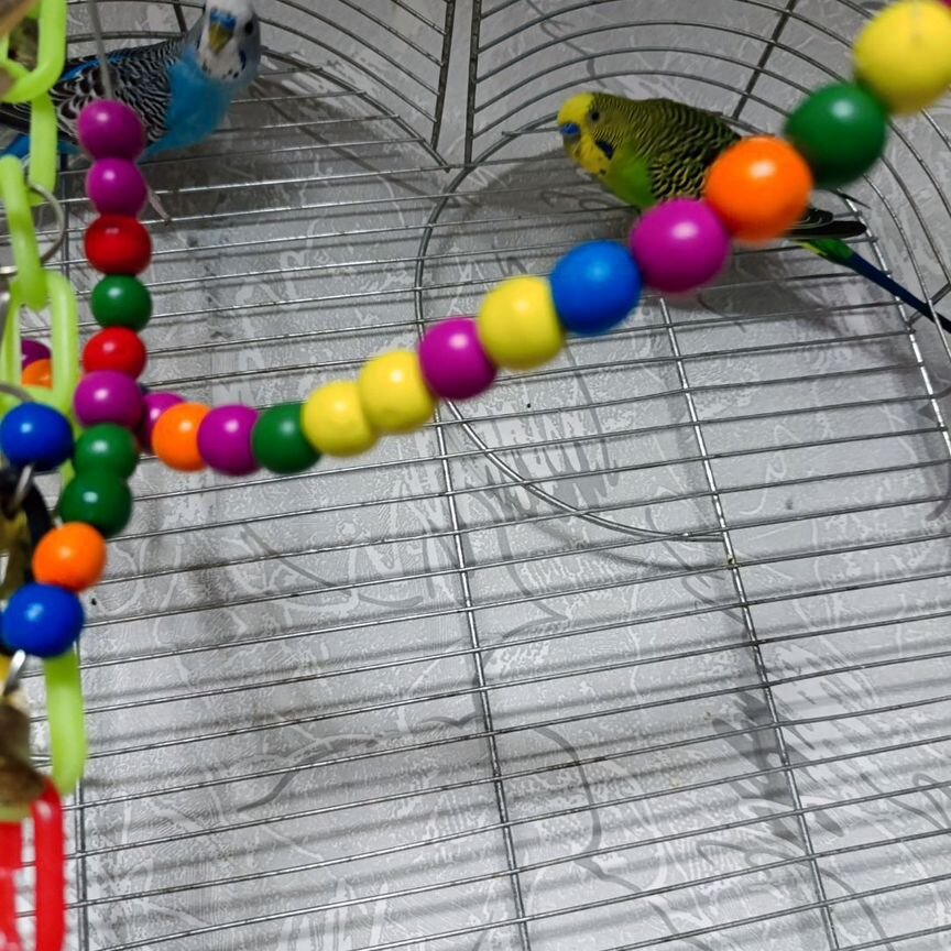 Волнистые попугаи с клеткой
