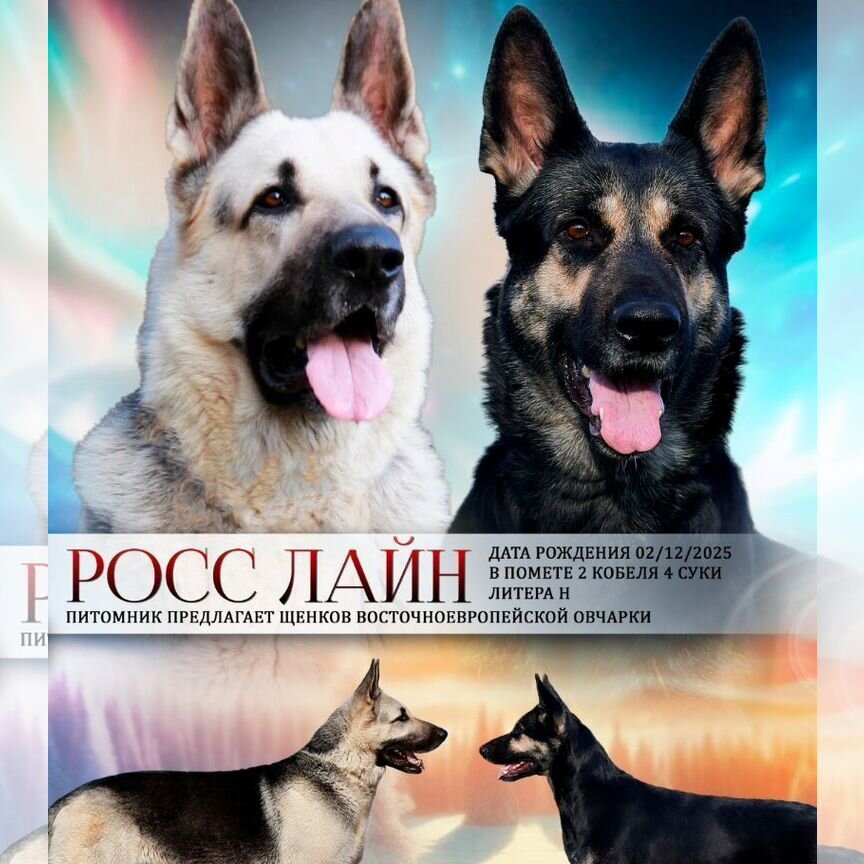 Восточноевропейская овчарка, щенок