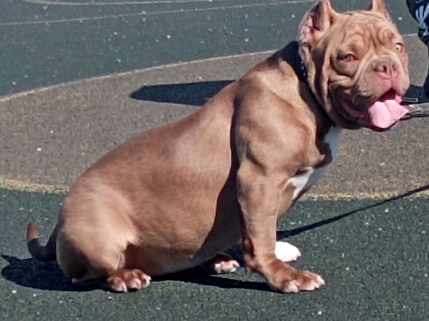 Щенок амбулли