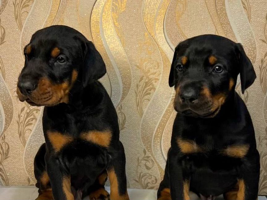 Щенки добермана