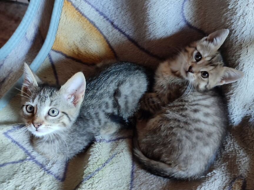 Кошка в дар