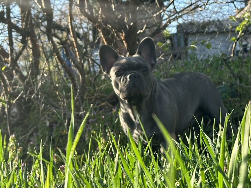 Собака Французкий бульдог
