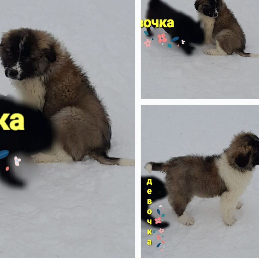 Московская сторожевая, щенок