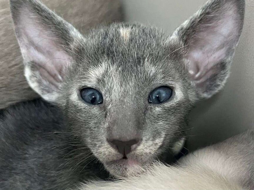 Ориентальные котята