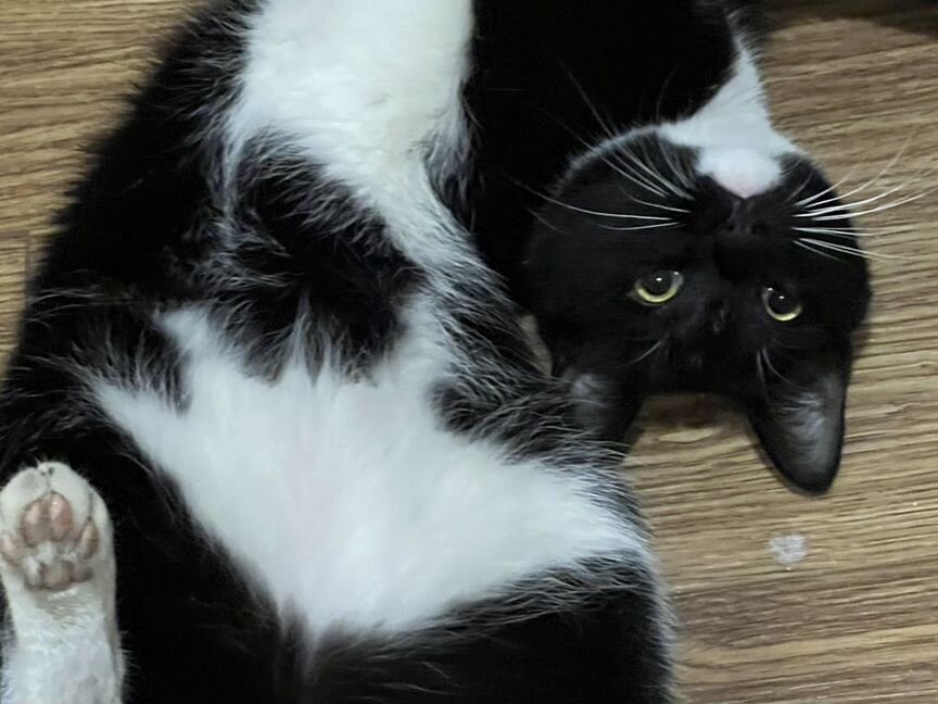 Кот