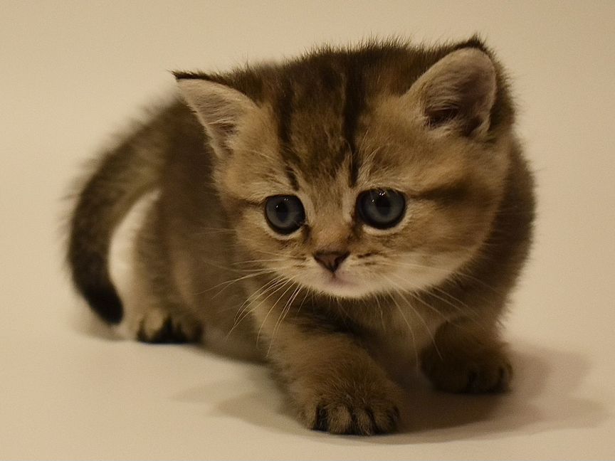 Котёнок Британская золотая шиншилла девочка