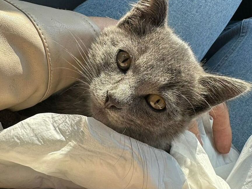 Русская голубая