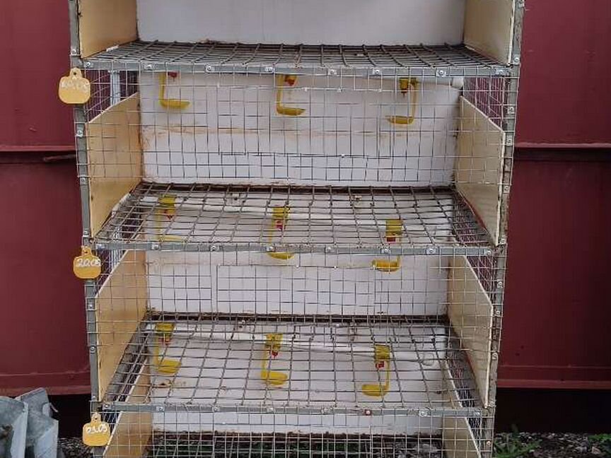 Клетки для перепелов, молодых кур бу