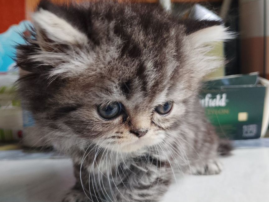 Продам породистых кошек