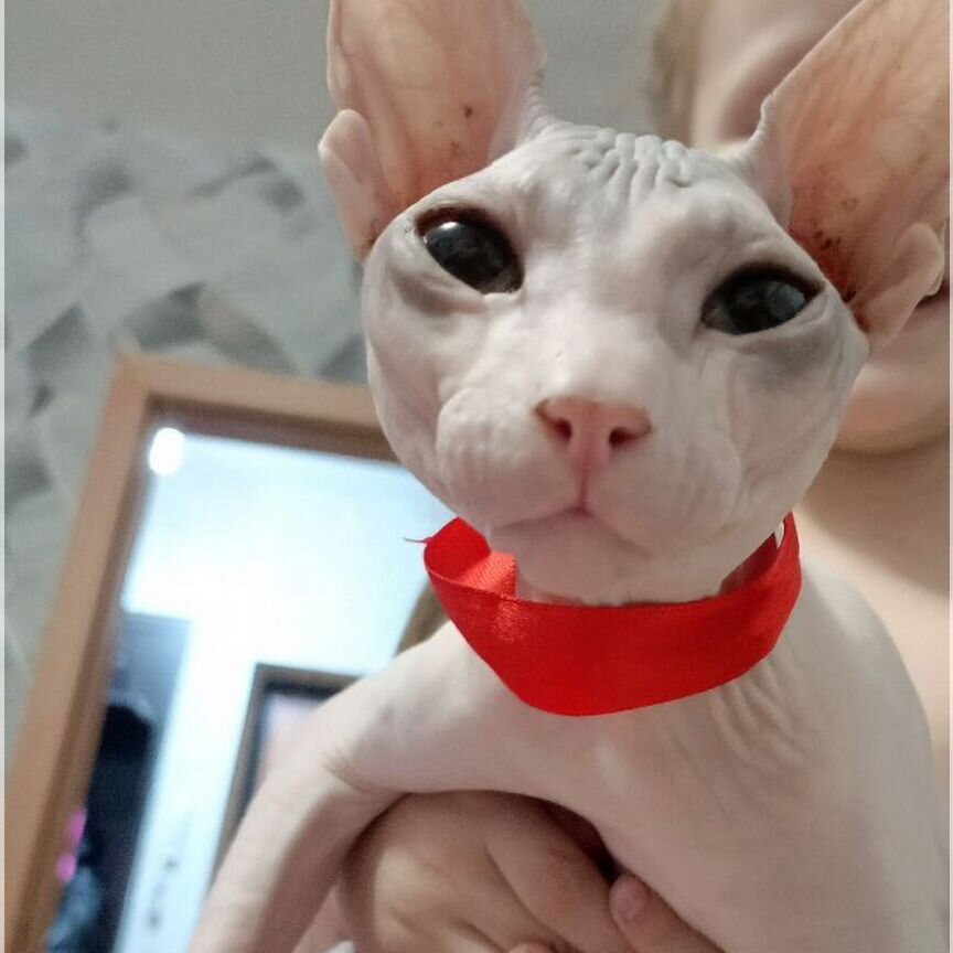 Донской сфинкс, кот вязка