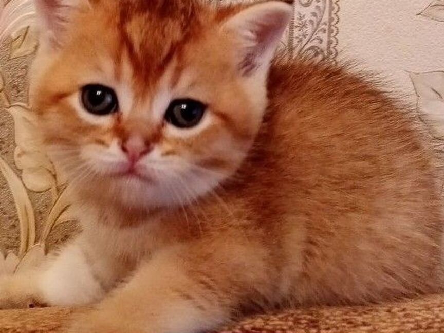 Шотландские золотые милашки