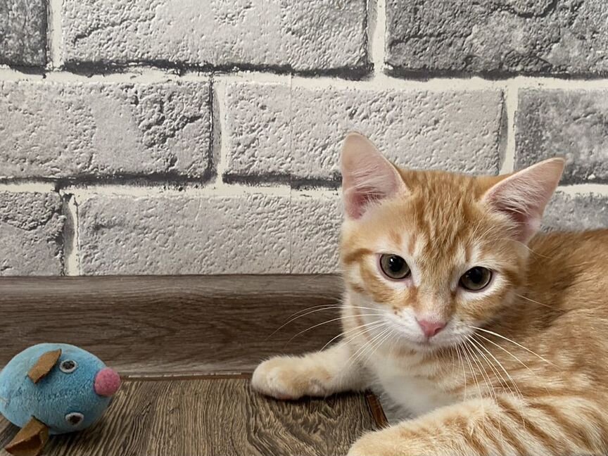 Котенок мальчик