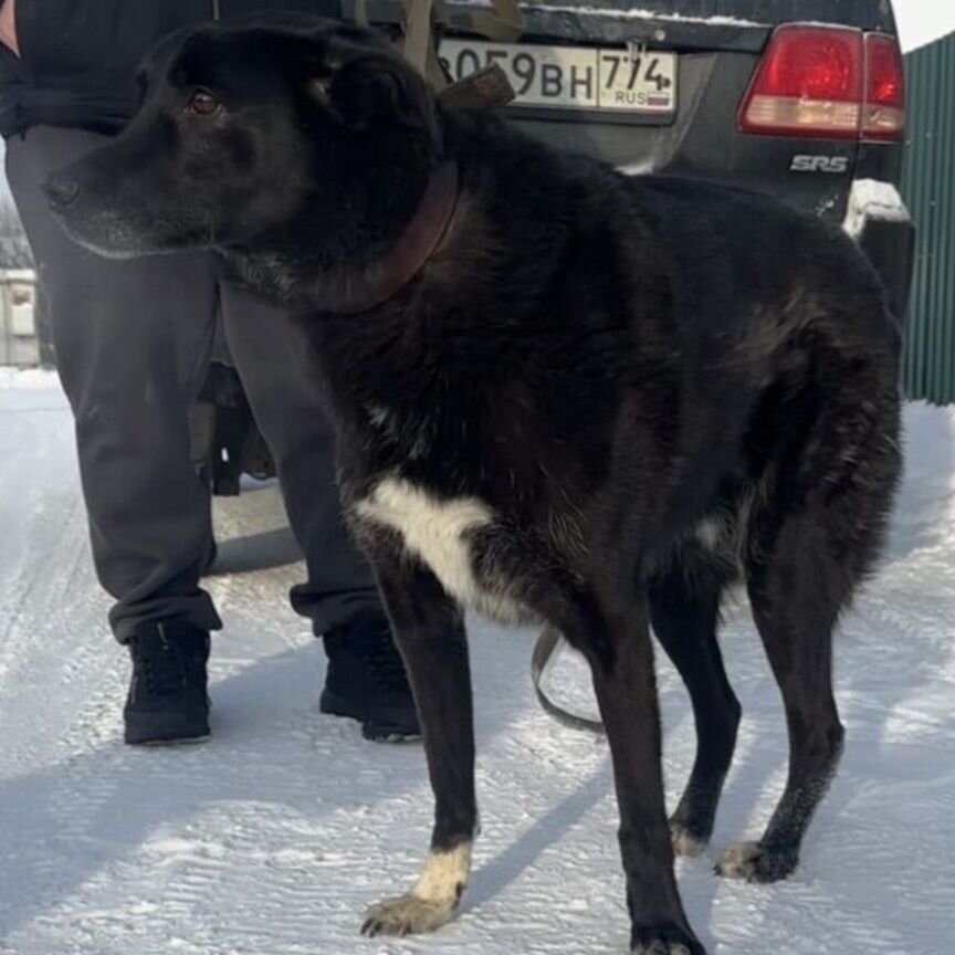 Взрослый пёс в добрые руки