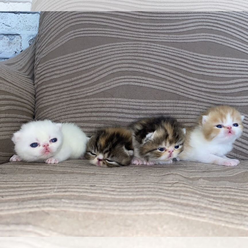 Экзотический короткошёрстный котёнок