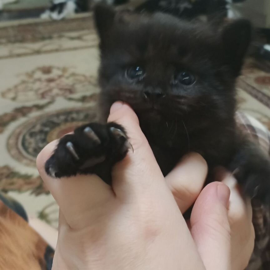 Котята в добрые руки 1 месяц