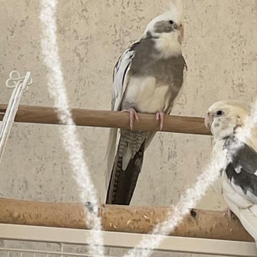 Попугай корелла девочка