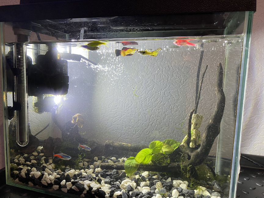 Аквариум 20 литров