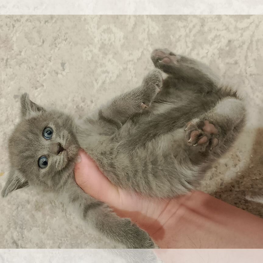 Русский голубой котёнок