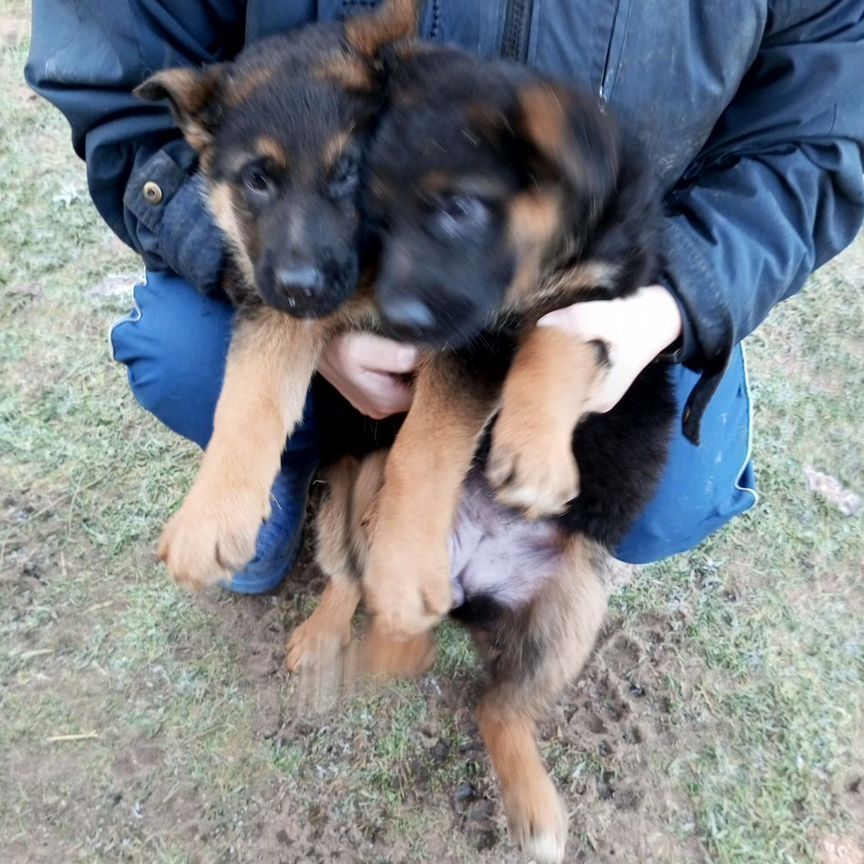 Немецкая овчарка, щенок