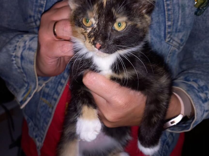 Трехшерстные котята в добрые руки