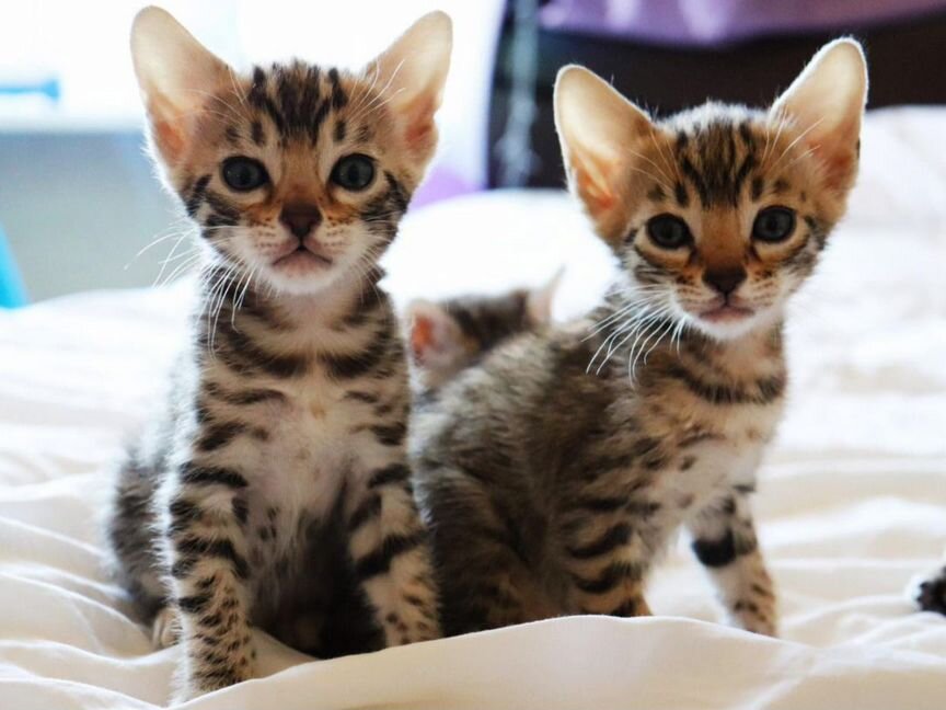 Бенгальские котятки