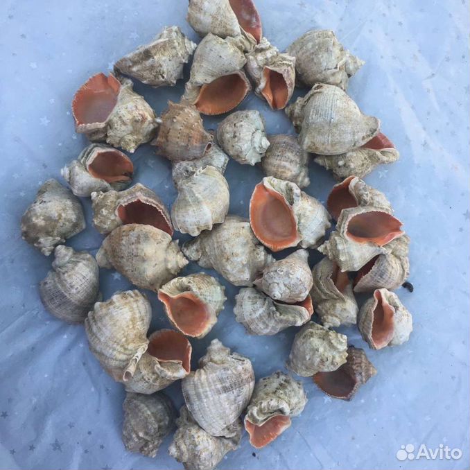 Рапаны по 10