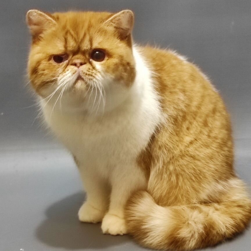 Экзотический короткошерстный котик