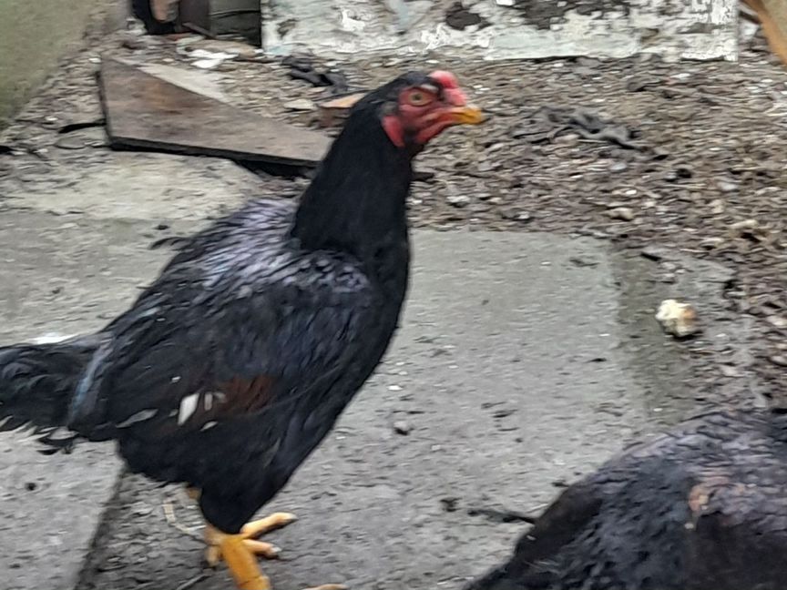 Петух породы Корнишь