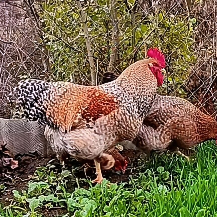 Билефельдер Инкубационное яйцо