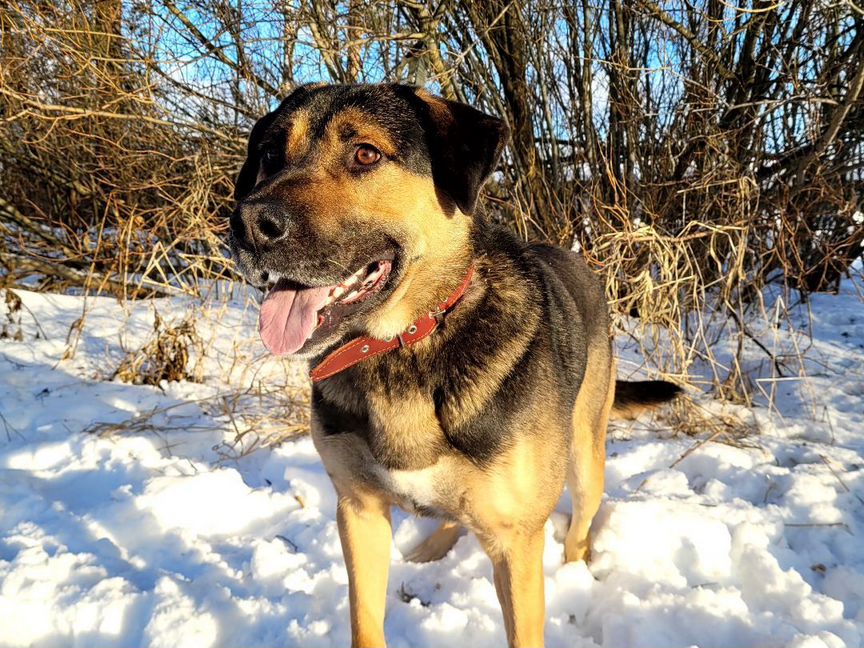 Собака в добрые руки