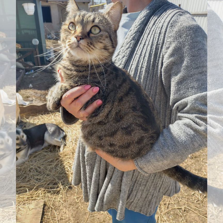 Кот в добрые руки