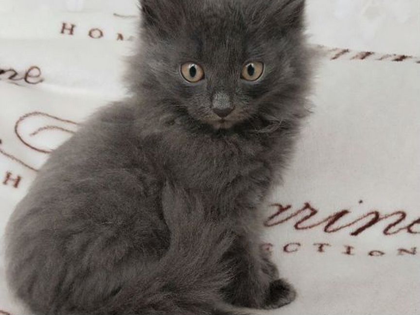 Котёнок в добрые руки