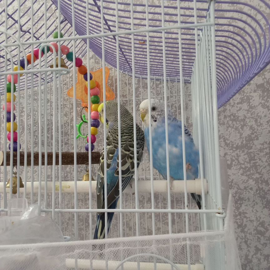 Волнистый попугай