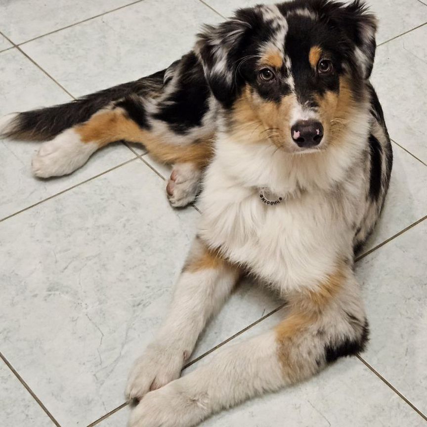 Австралийская овчарка, щенок