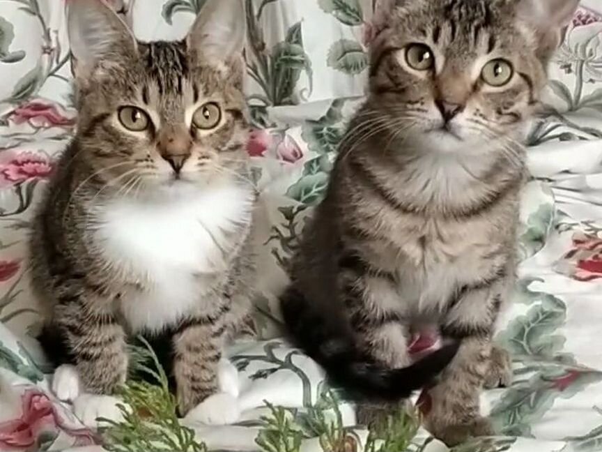 Котята девочки. 4 мес. полосатые с белой грудкой