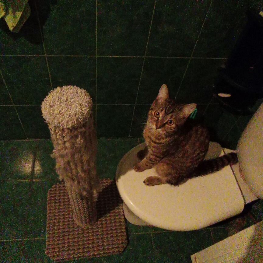 Когтеточка столбик для кошки, высокий