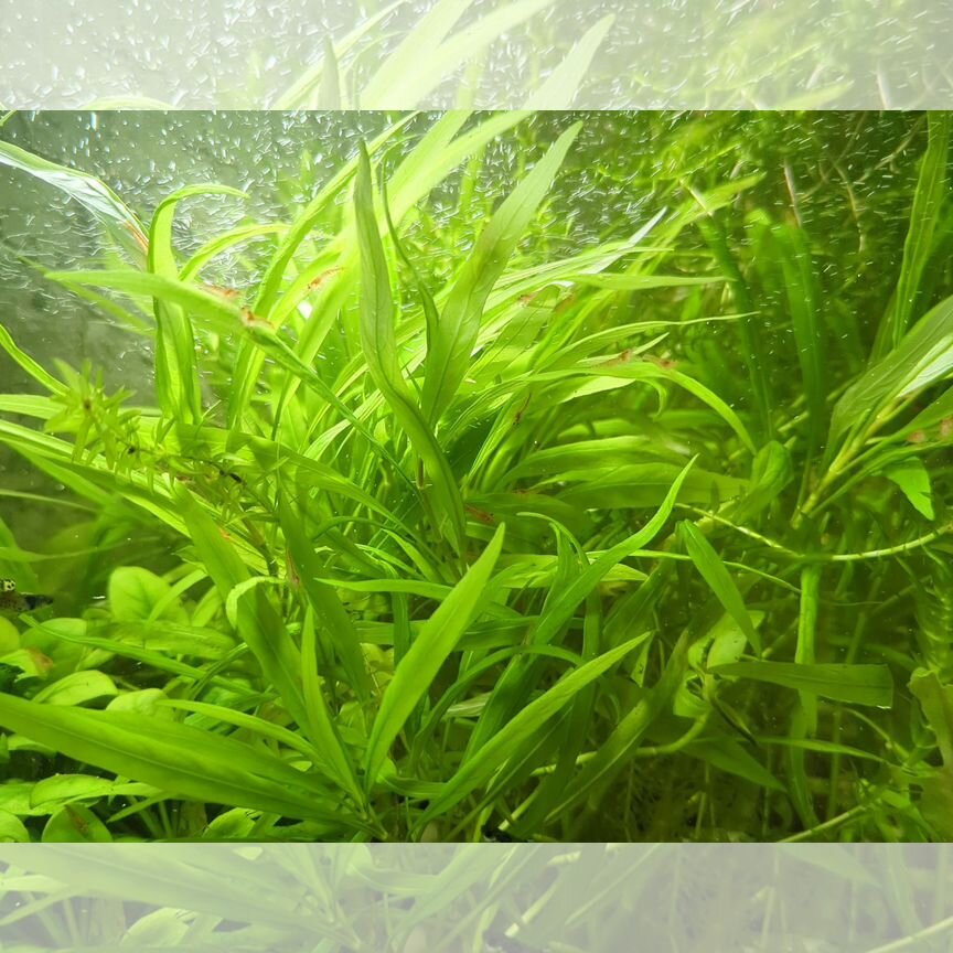 Аквариумное растение