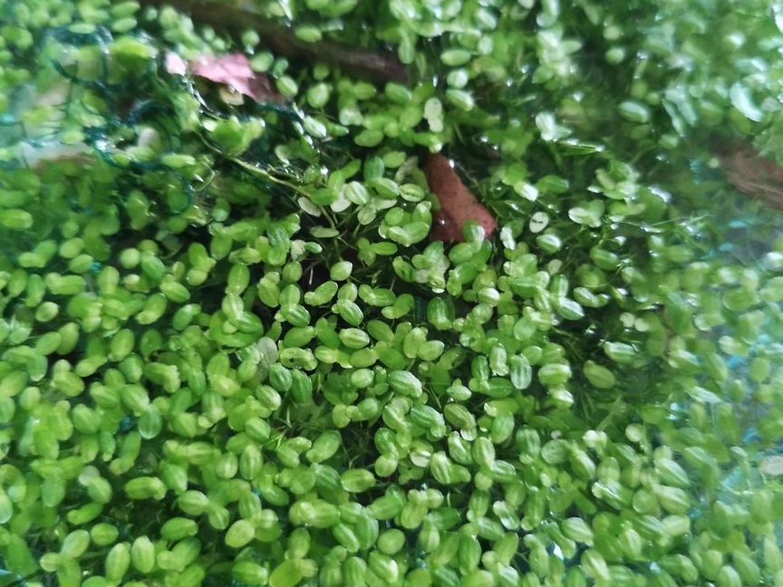 Ряска трава для аквариума