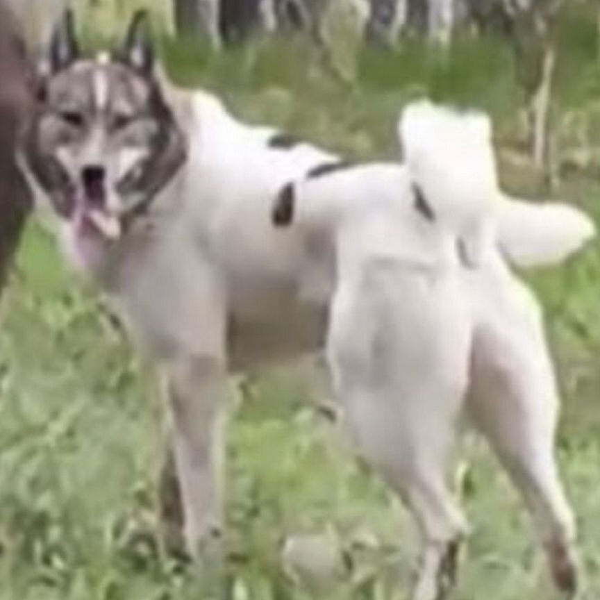 Продам рабочего кобеля