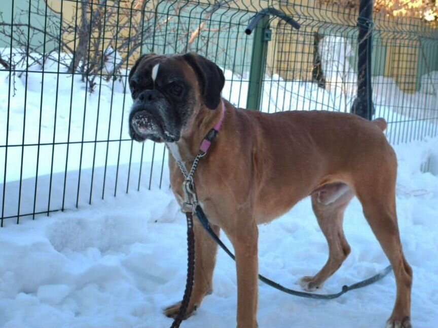 Боксер в добрые руки