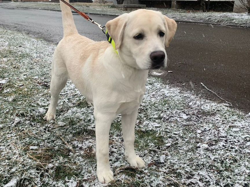 Лабрадор ретривер щенок