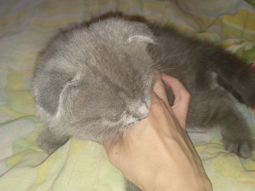 Шотландские котята