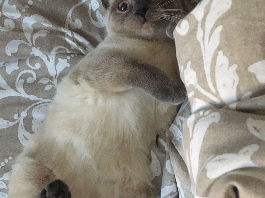 Тайские котята