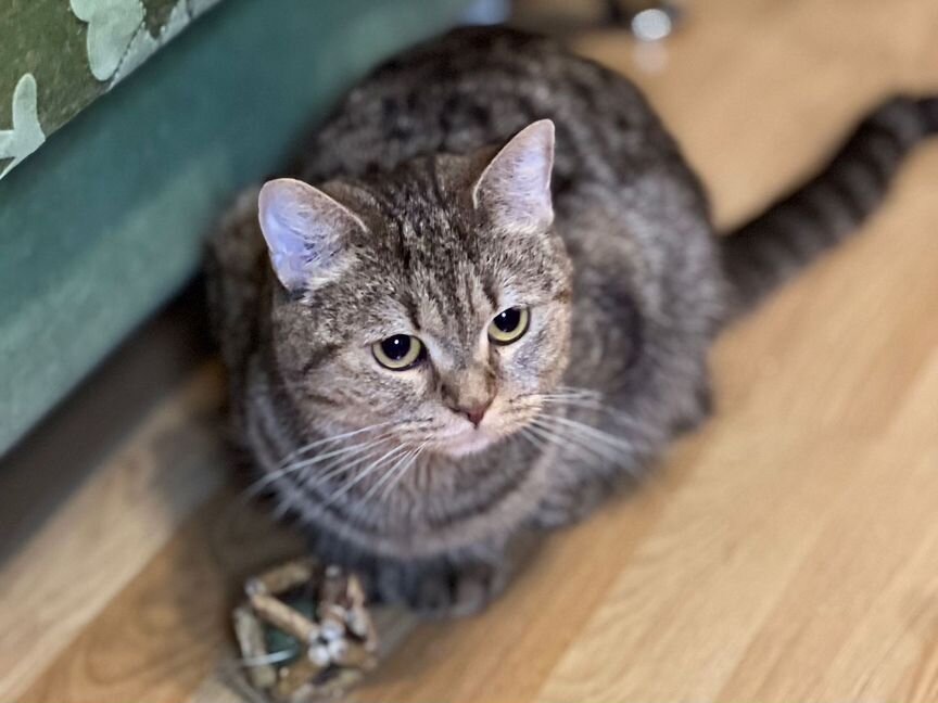 Кошка