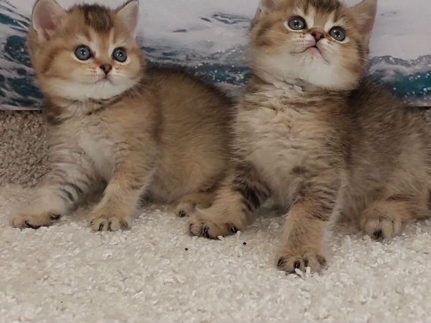 Две сестрички