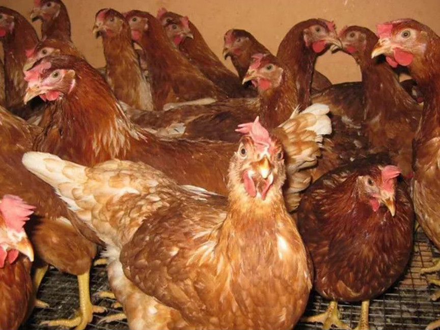 Курица несушка молодняк