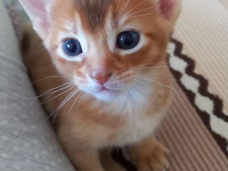 Продаю абиссинцев