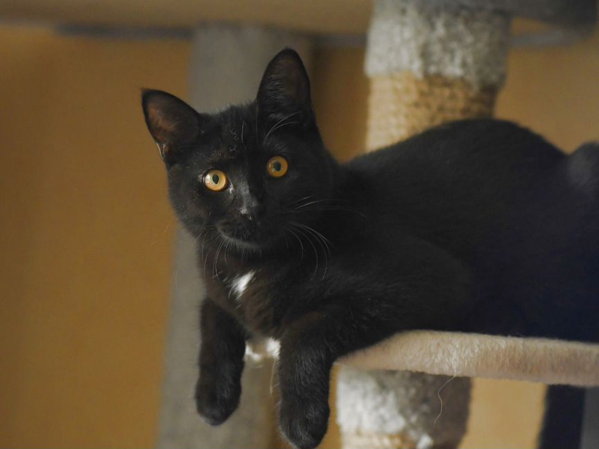 Котенок в добрые руки
